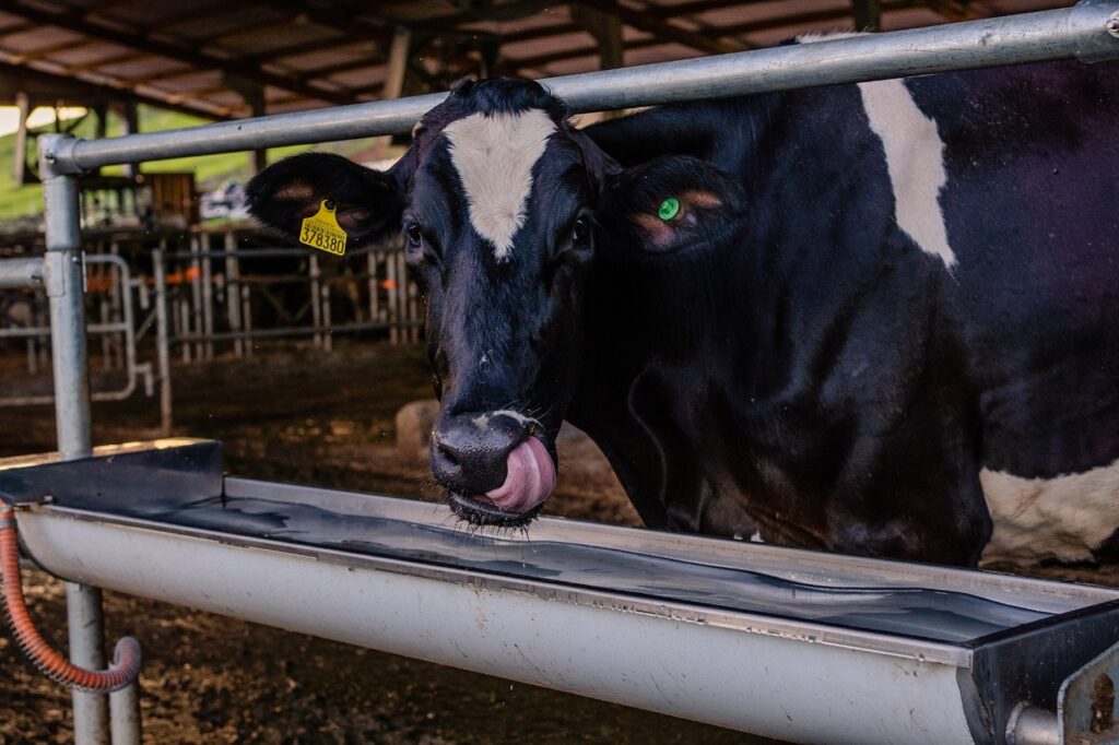 Cocho de Água – Feilfer – Freestall, Compost barn, Contenções para Ordenha