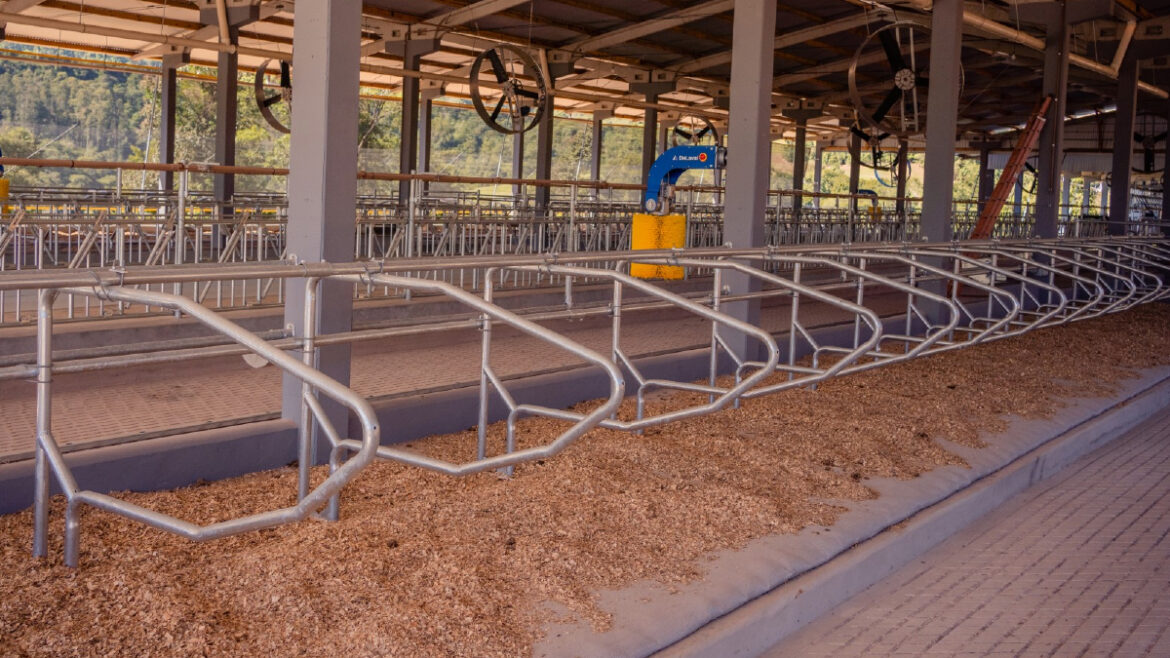 Free Stall: Tudo que você precisa saber antes de construir – Feilfer ...