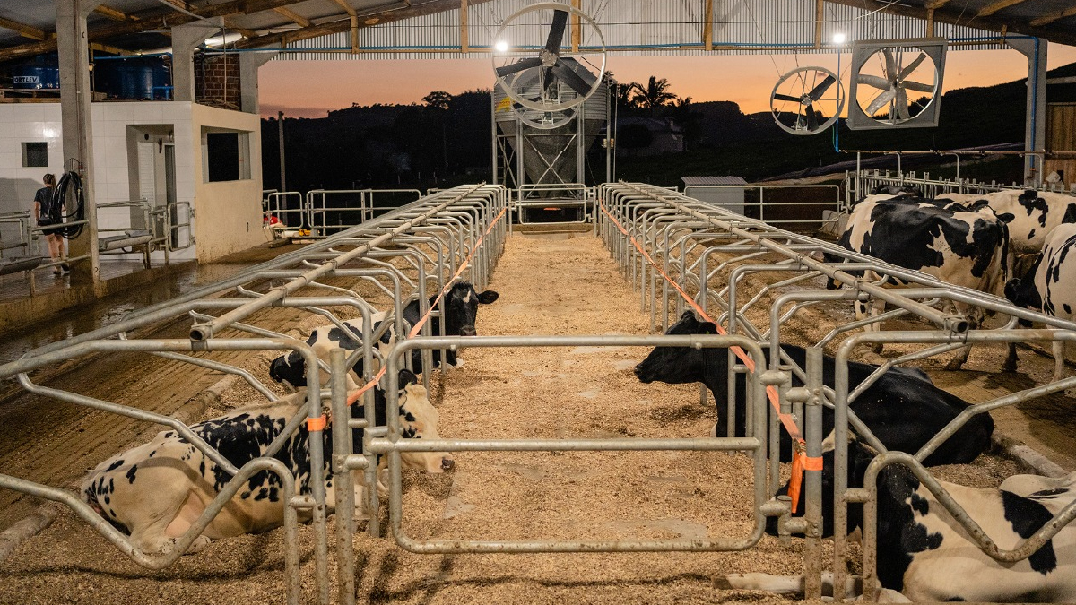 Free Stall – Feilfer – Freestall, Compost barn, Contenções para Ordenha